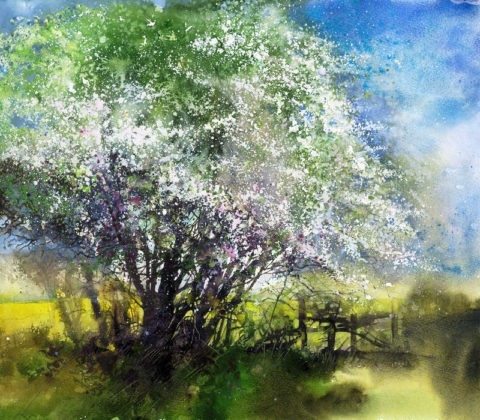 Spring Hawthorn | Ann Blockley